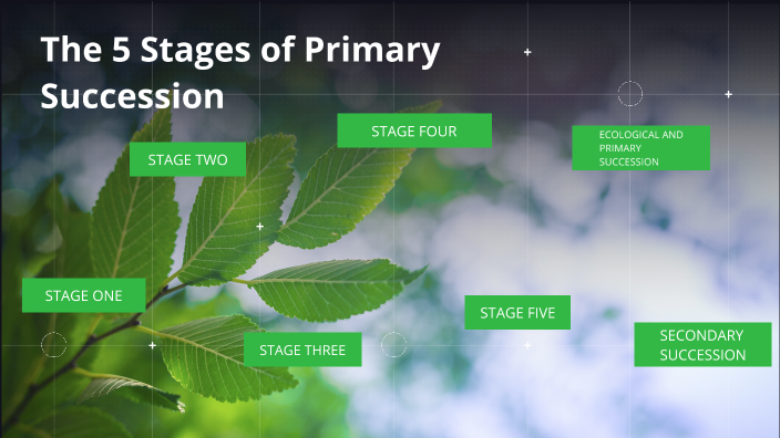 Ecological Succession Project by Colton Vargo on Prezi