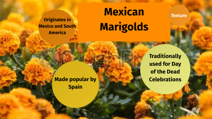 Mexican Marigold Collage by Katherine Carroll on Prezi
