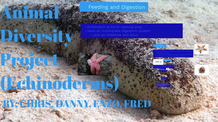 Animal Diversity Project. by fred mccullough on Prezi