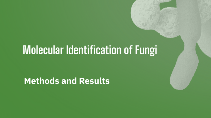 Molecular Identification of Fungi by Afiifah Fitriani on Prezi