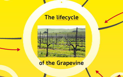 The Life Cycle of Grape Vines by Jason Hebert on Prezi