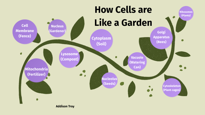 Addison Cell Analogy Project by Addison Troy on Prezi