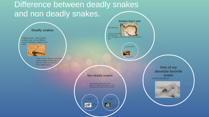 Difference between poisonous snakes and non poisonous snakes by jaren ...