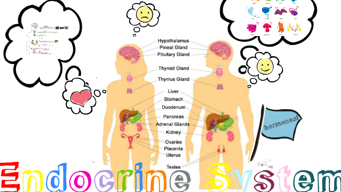 Endocrine System by Jennifer Sweet on Prezi