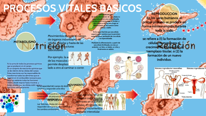 PROCESOS VITALES BASICOS by NAYELI BENITEZ on Prezi