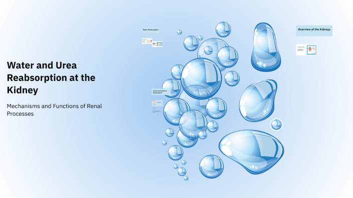 Water and Urea Reabsorption at the Kidney by Michelle Thompson on Prezi