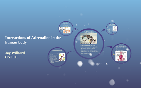 Interactions of Adrenaline in the human body. by jay willford on Prezi
