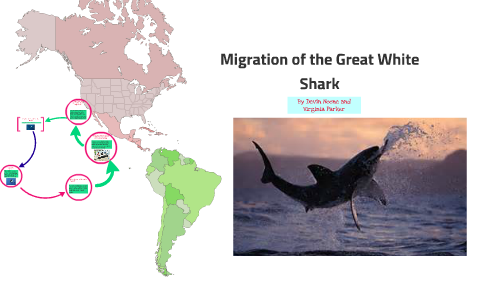 Migration of the Great White Shark by Virginia Parker on Prezi