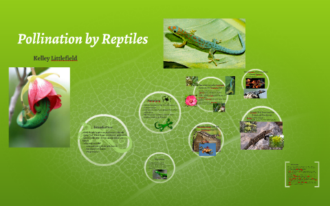 Pollination by Reptiles by Kelley Littlefield on Prezi