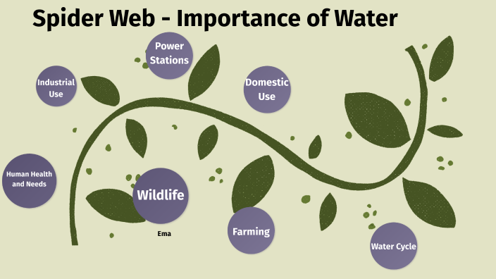 Spider Web - Importance of Water by Ema . on Prezi