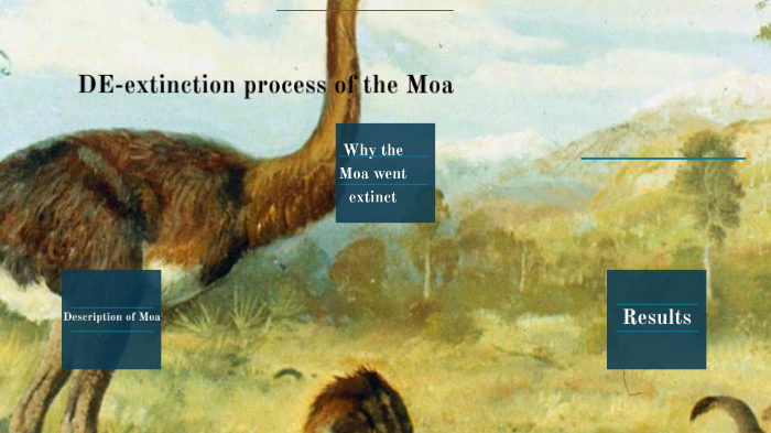 Moa de extinction process by Jackson Rogers on Prezi