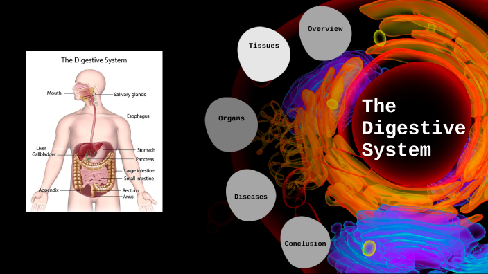 Digestive System by Karli Wilson on Prezi