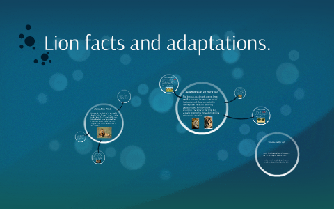 Lion facts and adaptations. by Sarah Zoccolo on Prezi