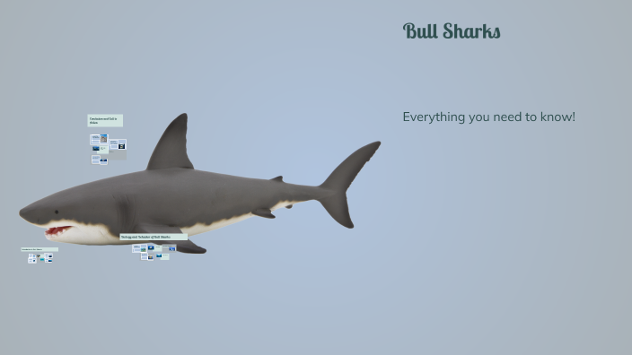 Bull Sharks: Apex Predators of the Ocean by carlisle stone on Prezi