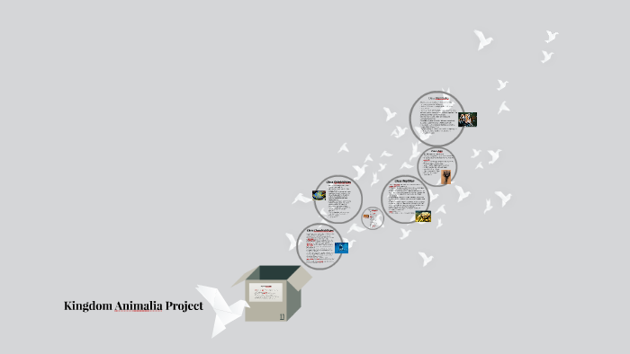 Kingdom Animalia Project by Nathan Smith on Prezi