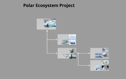 Polar Ecosystem Project by Taylor James on Prezi