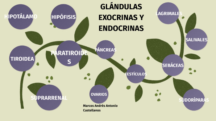 Anatomía y fisiología de glándulas exocrinas y endocrinas by Marcos ...
