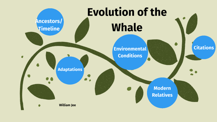 Evolutionary History of the Whale by William Jee on Prezi