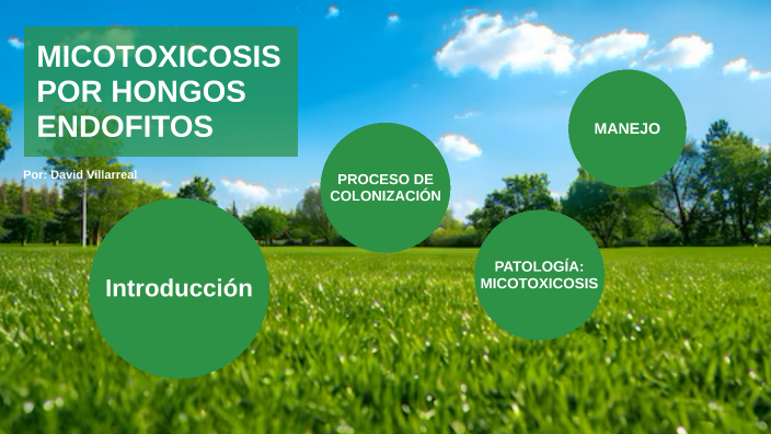 MICOTOXICOSIS POR HONGOS ENDOFITOS by DAVID ANDRES VILLARREAL TIRADO on ...