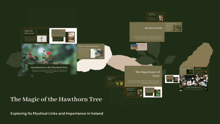 The Magic of the Hawthorn Tree by Tracey Cronin on Prezi