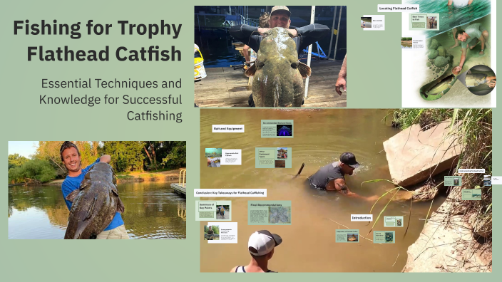 Fishing for Trophy Flathead Catfish by Robert Plyler on Prezi