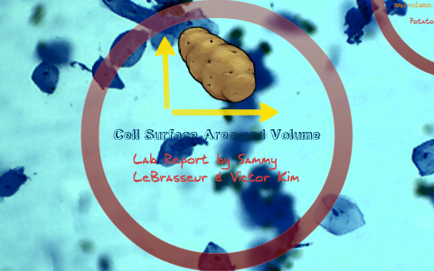 Science Lab Report - Potatoes by Sammy LeBrasseur
