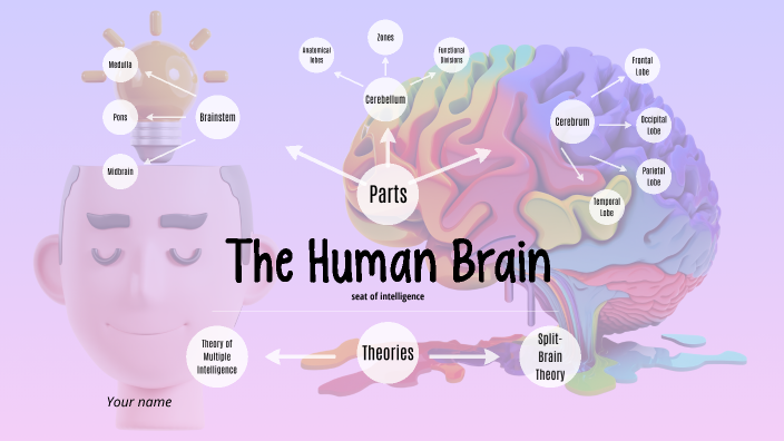 Perdev | The Brain by Carl Alfonso on Prezi