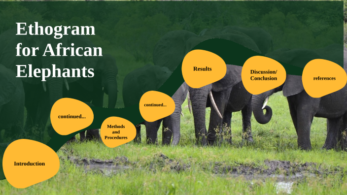 Ethogram on African Elephants by Michael Williams on Prezi
