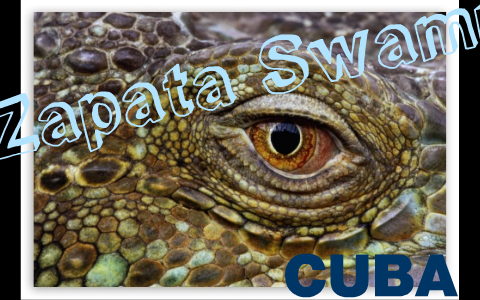 Zapata Swamp by Amanda Hausmann on Prezi