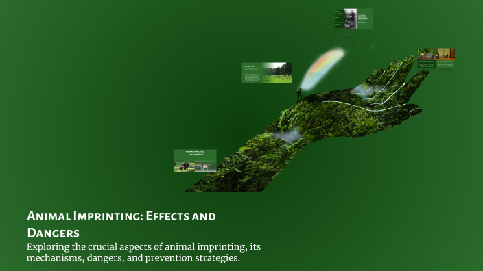 Animal Imprinting: Effects and Dangers by Lca on Prezi