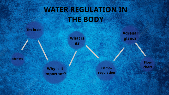 Water Regulation in the Body by Allyse Park on Prezi