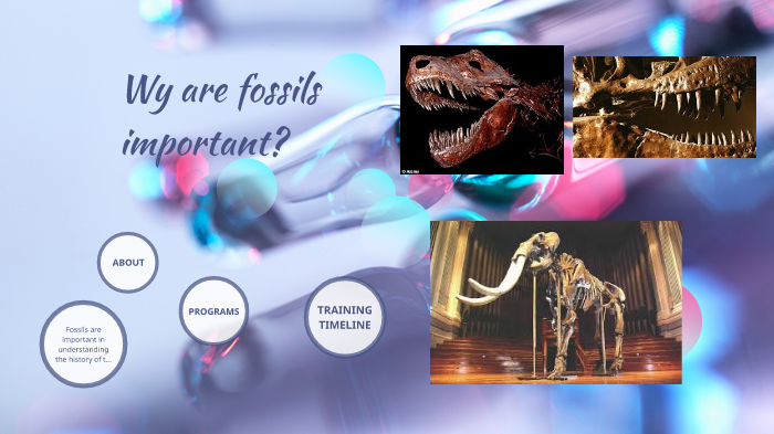 Why are fossils important. By CJ by Year5 TeWharau on Prezi