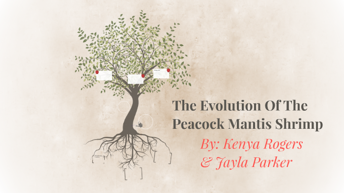The Evolution Of The Peacock Mantis Shrimp by Jayla Parker on Prezi