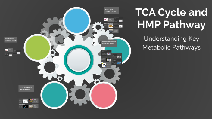 TCA Cycle and HMP Pathway by Nouf Alotibi on Prezi