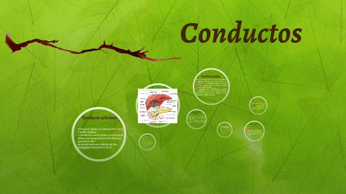 Conducto Coledoco y glandulas salivales by maria fernanda de paz on Prezi