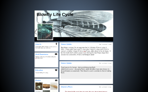Blowfly Life Cycle by Cullen O'Dwyer on Prezi