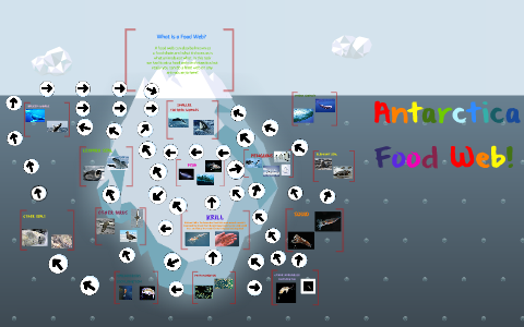 Antarctica Food Web! by on Prezi