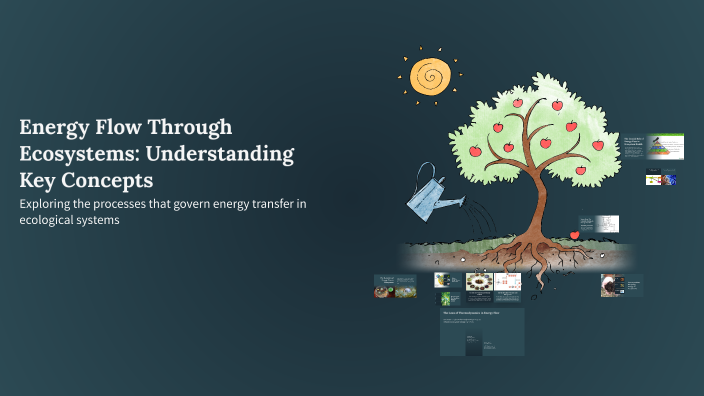 Energy Flow Through Ecosystems: Understanding Key Concepts by Kate ...