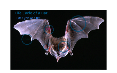 bat life cycle by Caitlin Grogaard on Prezi