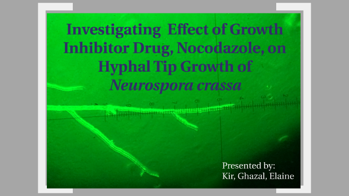 Investigating Hyphal Tip Growth & Nuclei Position for newly by ...