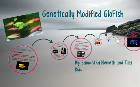 Genetically Modified GloFish by Samantha Nemeth on Prezi
