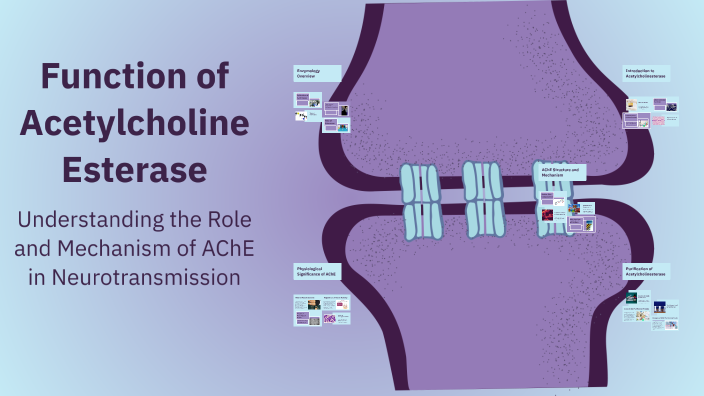 Function of Acetylcholine Esterase by Manisha Ragupathula on Prezi