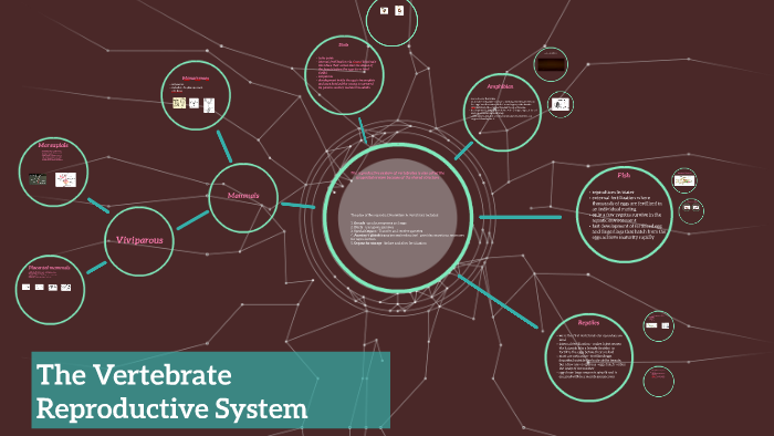 The Vertebrate Reproductive System by douane moreno on Prezi