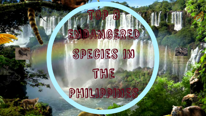 Top 8 Endangered Species in the Philippines by Erika Mae Agudo on Prezi