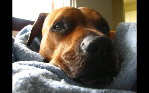 10 facts about me cause im better than you by Gavin Ragan on Prezi