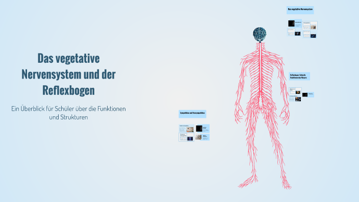 Das vegetative Nervensystem und der Reflexbogen by Lennard Kunze on Prezi