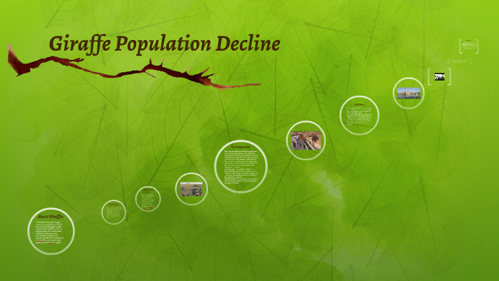 Giraffe Population Decline by Vianey Morales on Prezi
