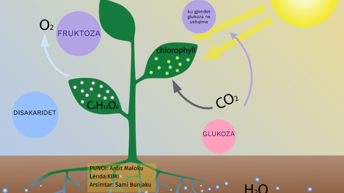 FRUKTOZA DHE GLUKOZA by ardit malokku on Prezi