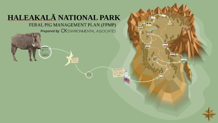 Feral Pig Management Plan by Katherine Lai on Prezi