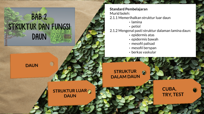 Struktur Daun by rizal fahmi on Prezi